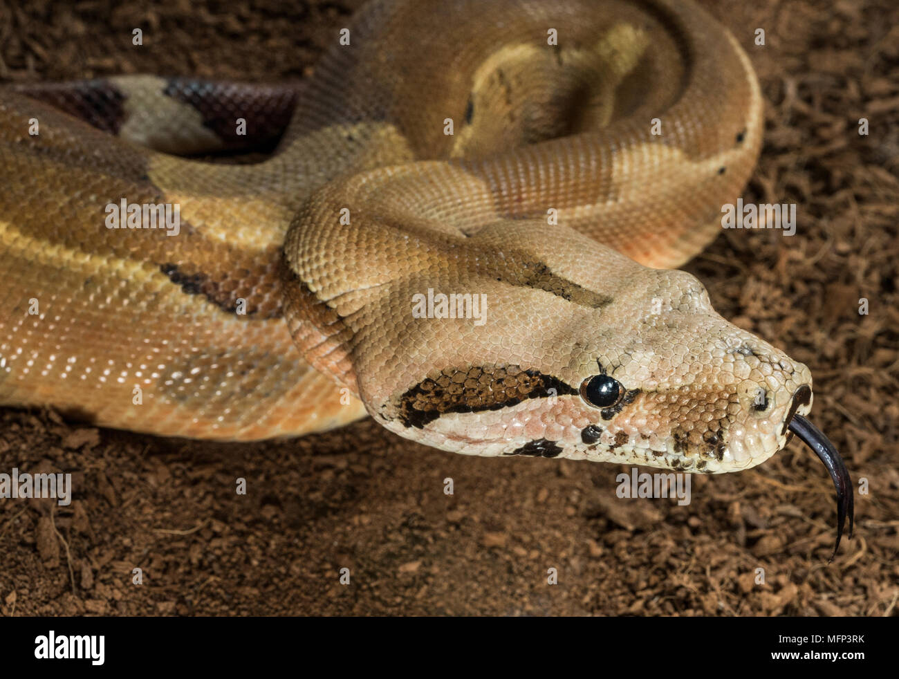 Boa constrictor imperator. Mutational form Hypo Jungle. Albino – male ...