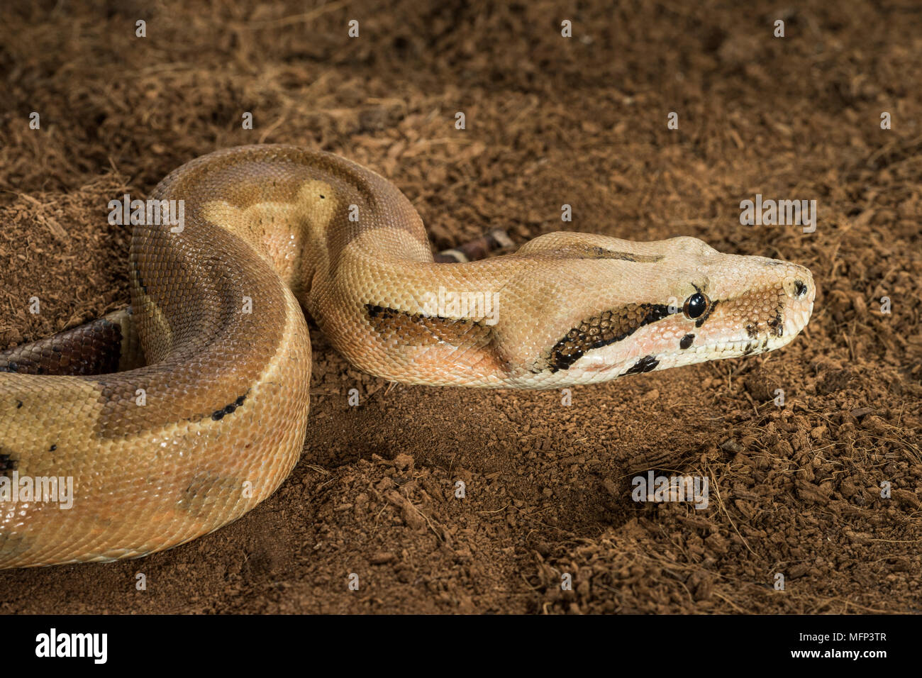Boa constrictor imperator. Mutational form Hypo Jungle. Albino – male ...
