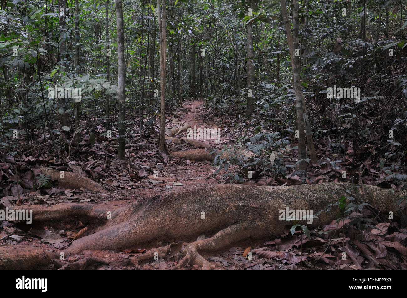 Major Tree Roots Crossing Over a Forest Trail Stock Photo - Alamy