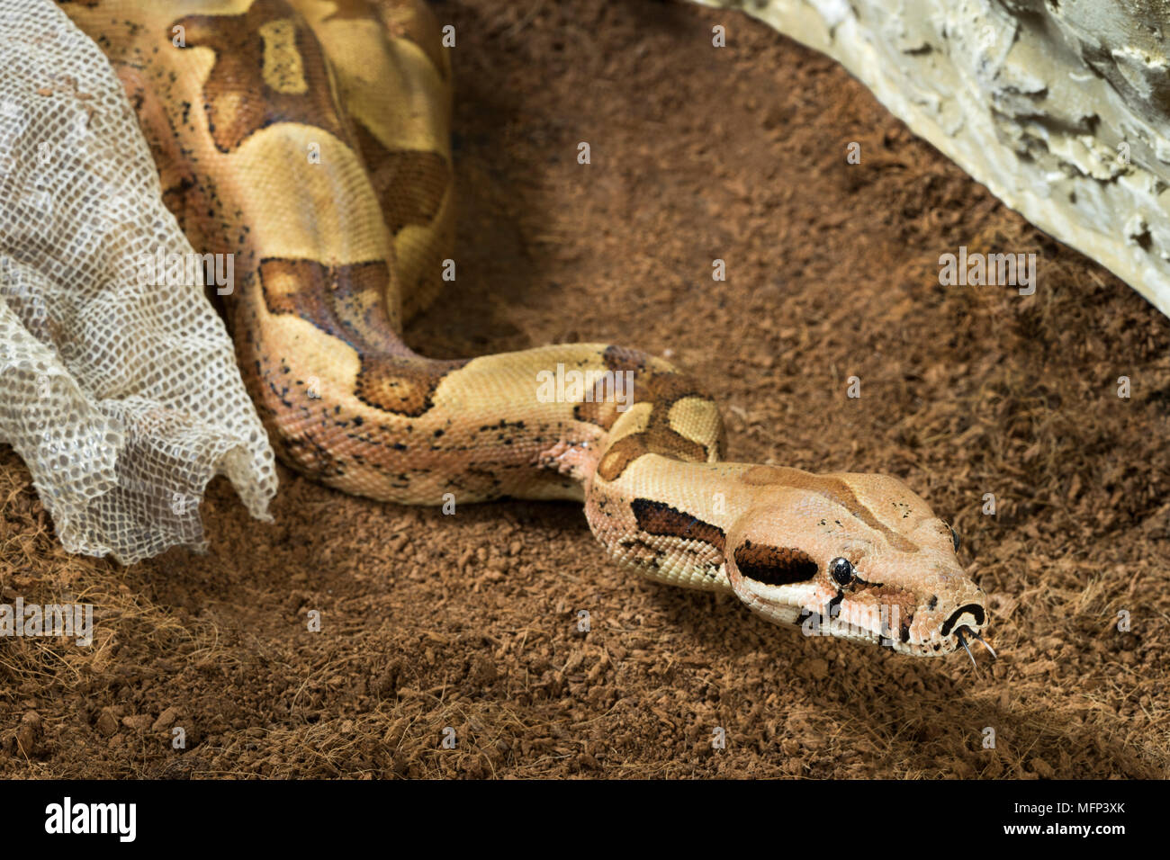 Boa constrictor imperator. Mutational form Hypo Jungle. Albino. Female ...