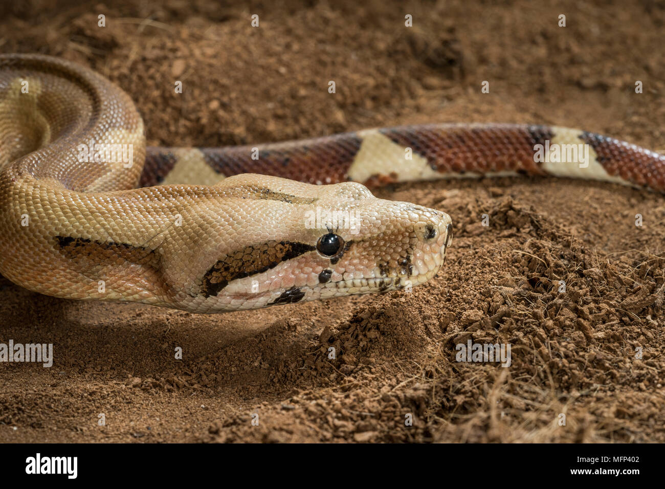 Boa constrictor imperator. Mutational form Hypo Jungle. Albino – male ...