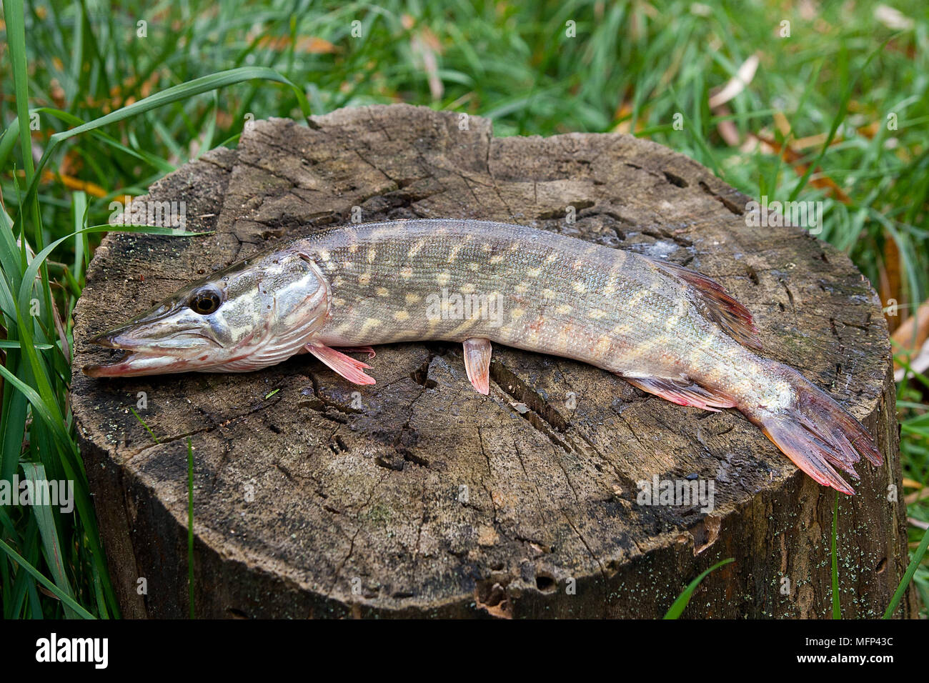 Freshwater Northern pike fish know as Esox Lucius lying on a wooden ...