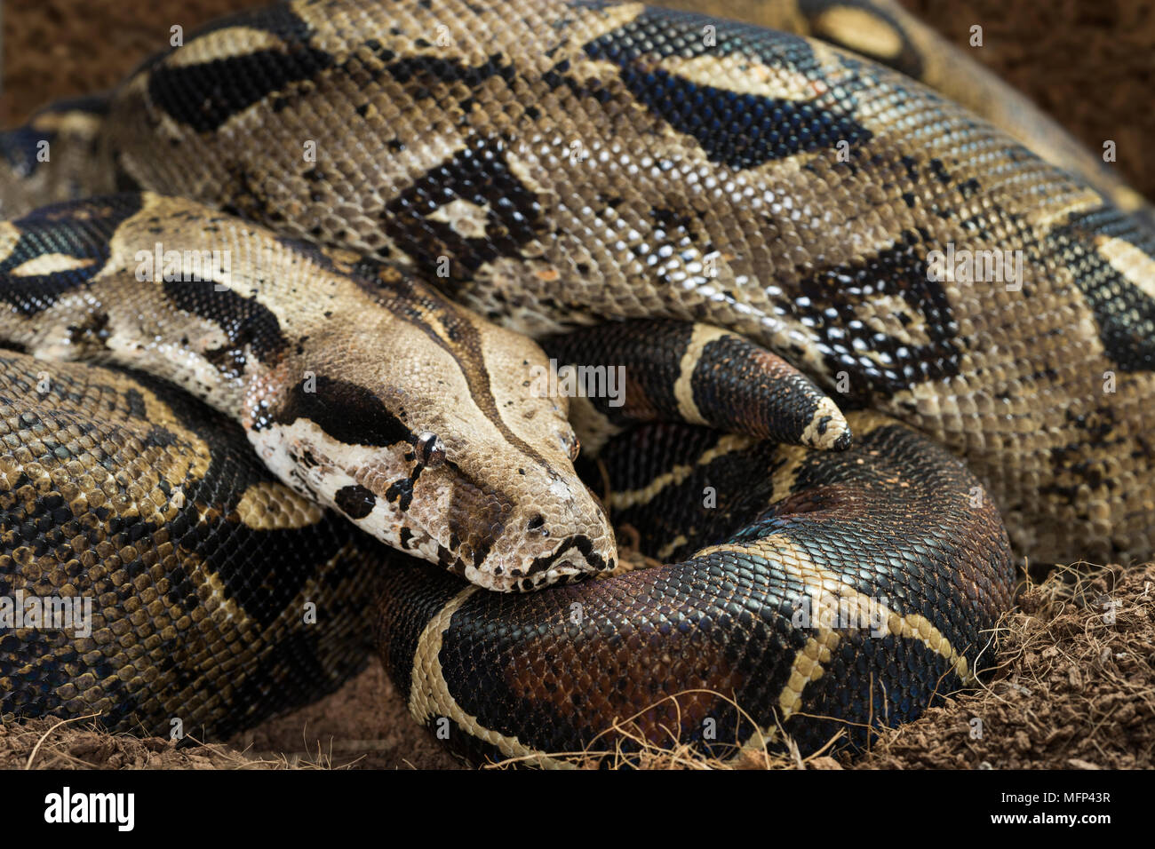 Boa constrictor imperator. Nominal Colombia - colombian redtail boas ...