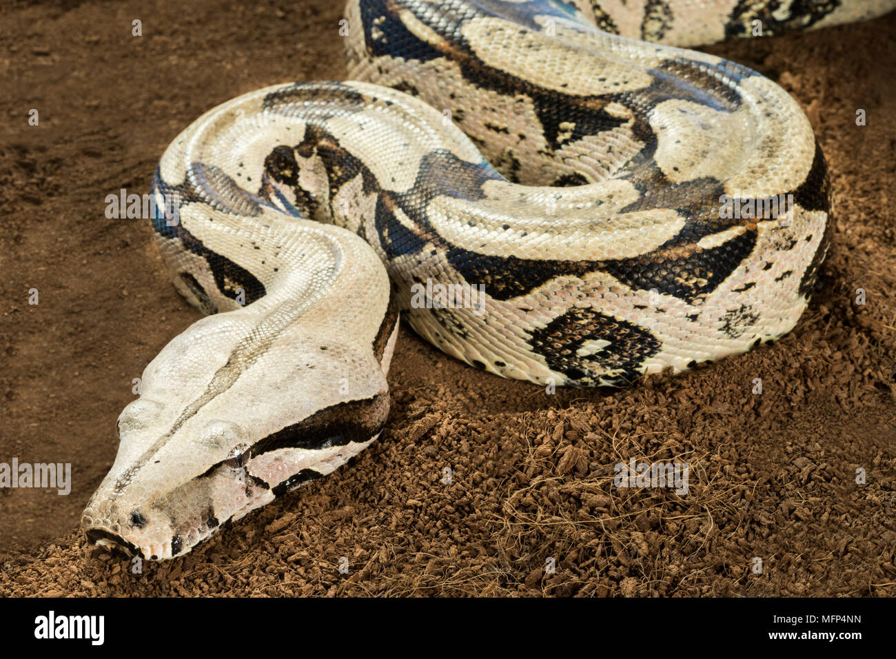 Close up of Boa constrictor constrictor – Surinam Guyana, with curved ...