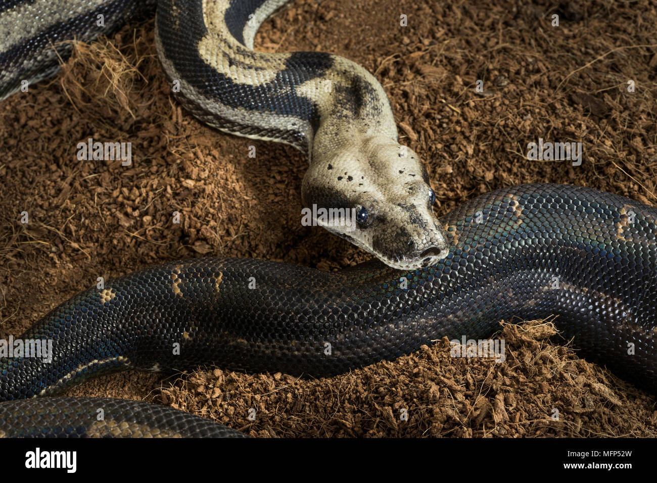 Close up of Boa constrictor imperator – mutational form Motley, Snow ...