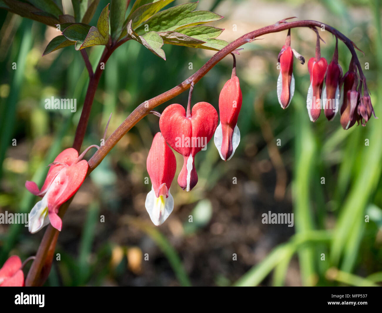 Heart shaped flowers hi-res stock photography and images - Alamy