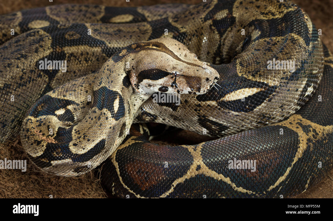 Close up of Boa constrictor imperator - nominal Colombia - colombian ...