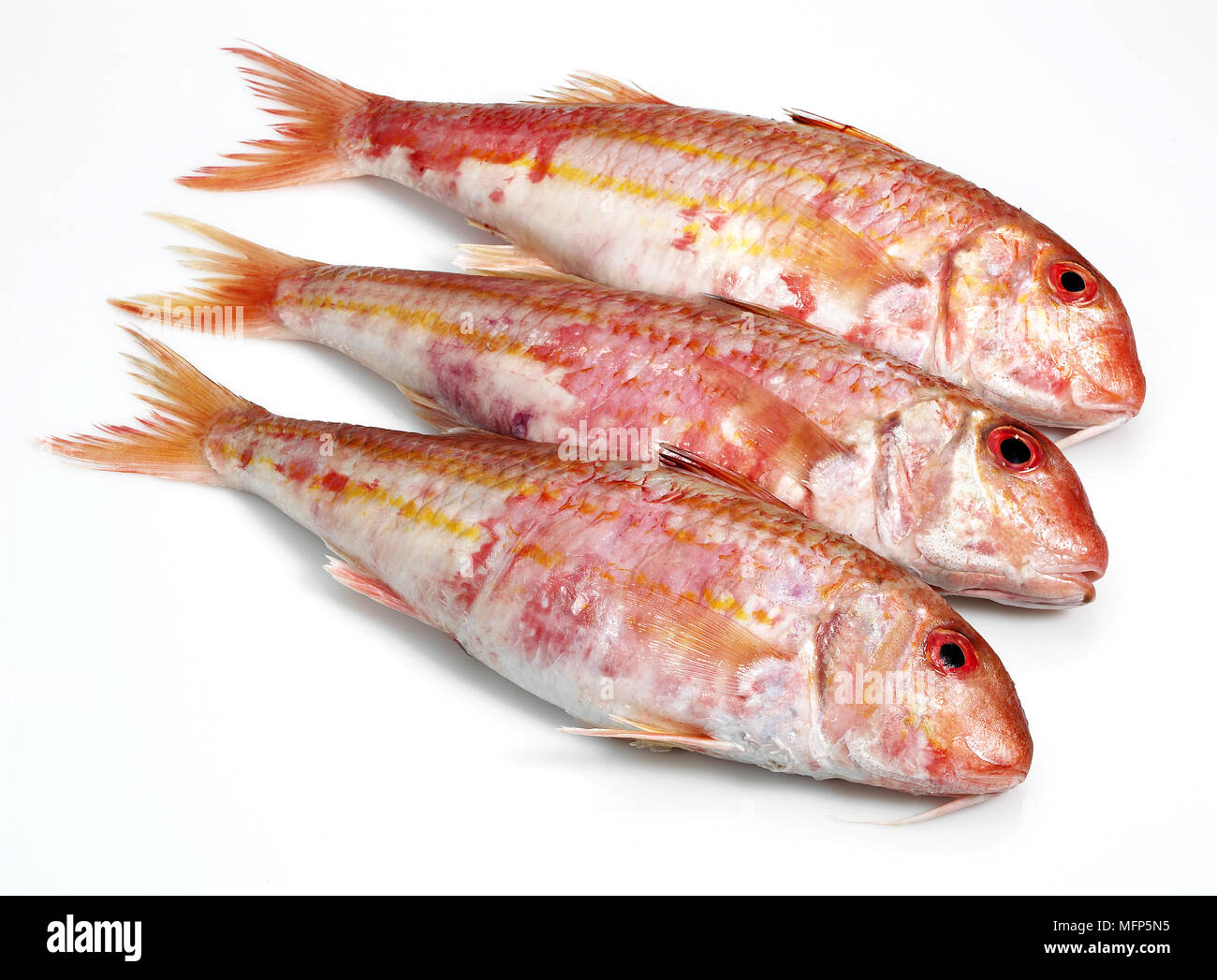 Fresh Gurnard, mullus surmuletus, Fishes against White Background Stock ...
