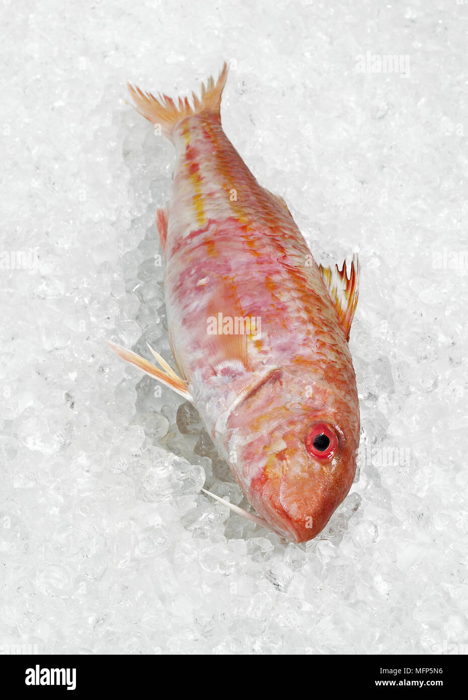Fresh Gurnard, mullus surmuletus, Fish on Ice Stock Photo - Alamy