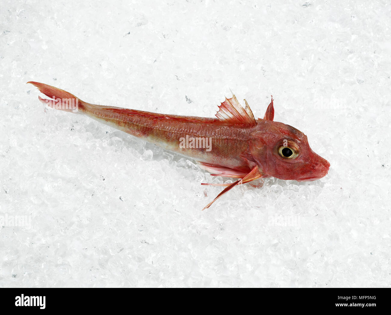 Red gurnard hi-res stock photography and images - Alamy