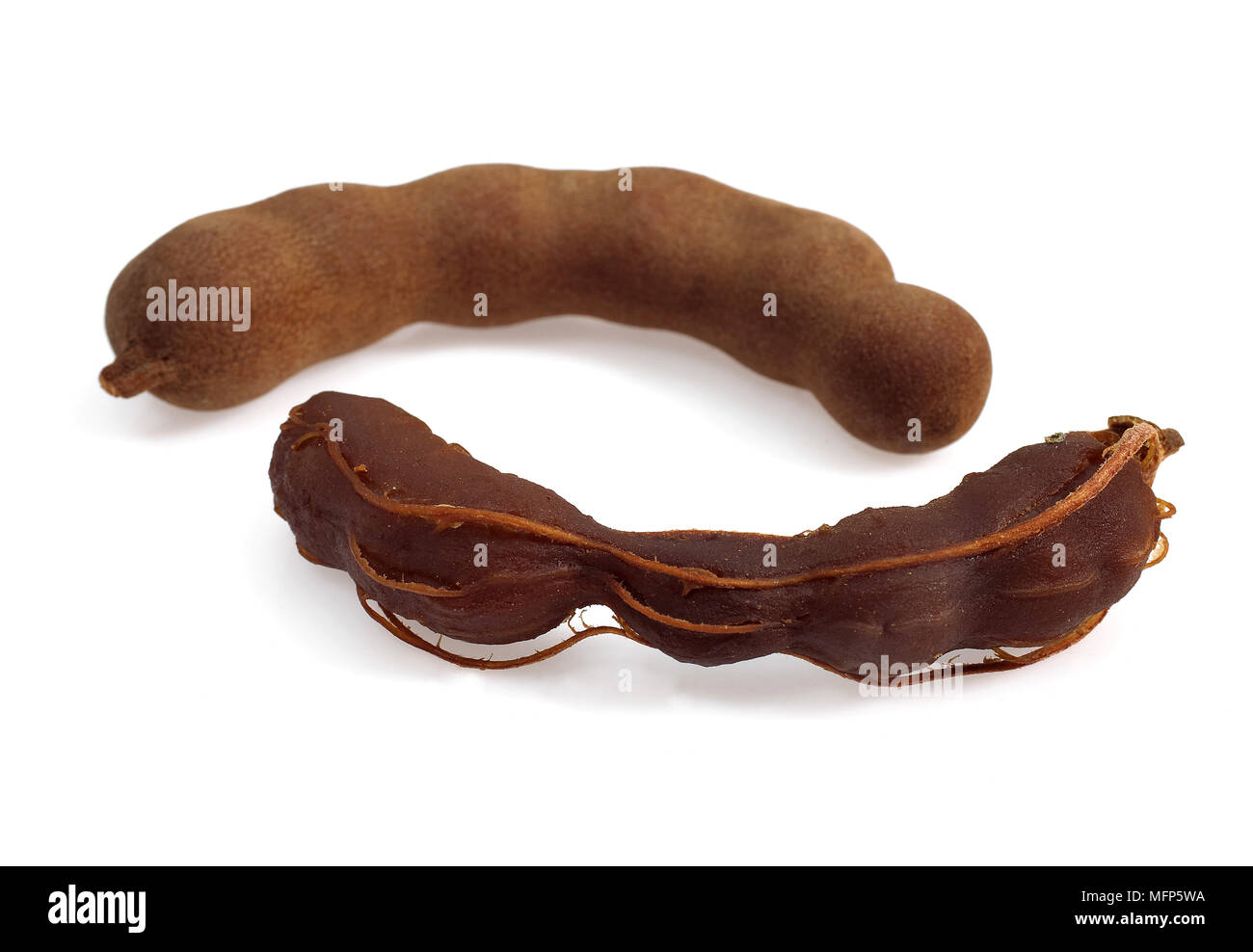 Tamarind, tamarindus indica, Fruit against White Background Stock Photo ...