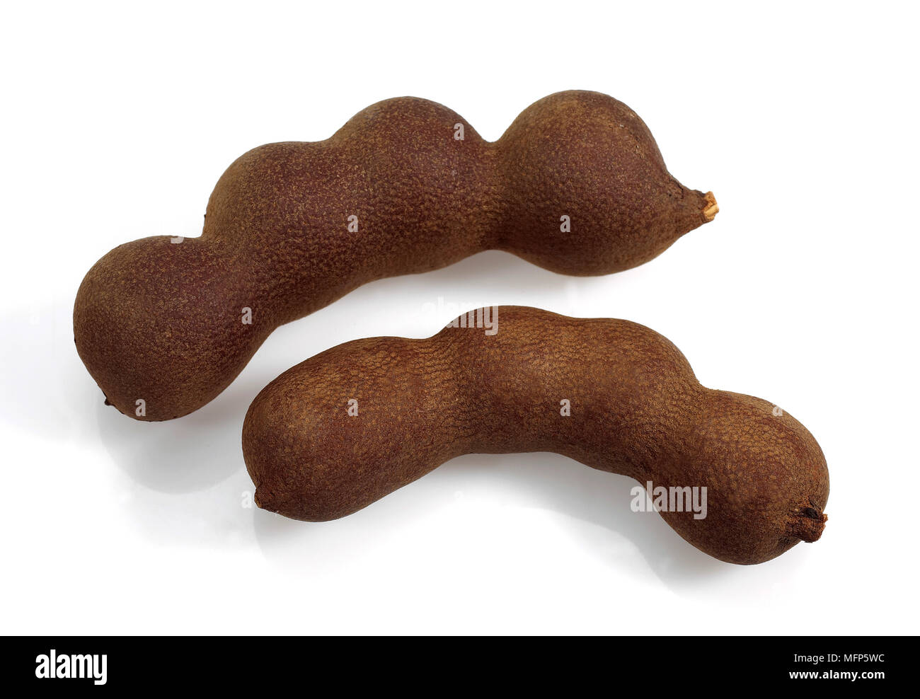 Tamarind, tamarindus indica, Fruit against White Background Stock Photo ...