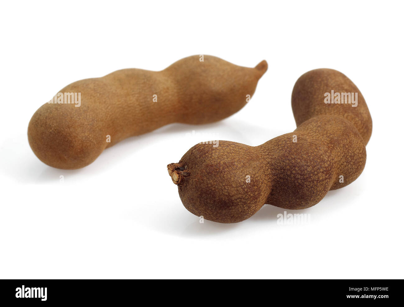 Tamarind, tamarindus indica, Fruit against White Background Stock Photo ...