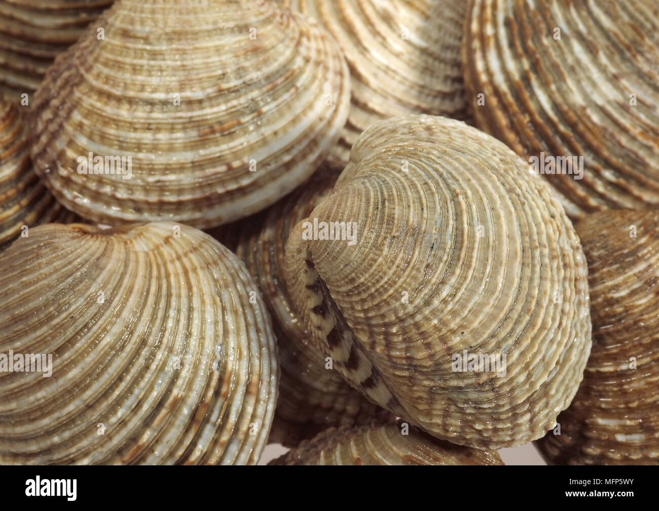 Venus clams veneridae hi-res stock photography and images - Alamy