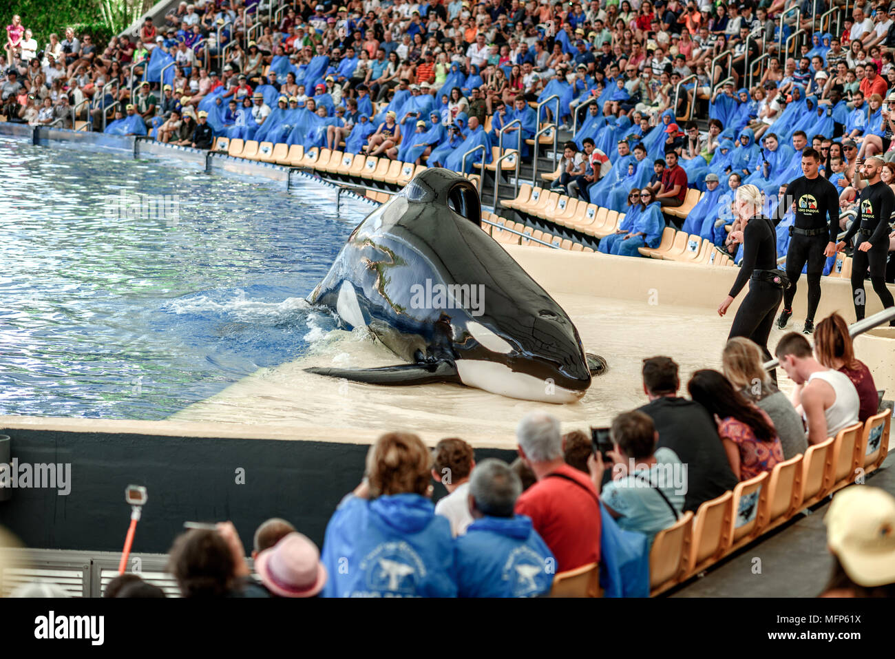 TENERIFE, SPAIN - April: water shows with killer whales in Loro Park ...