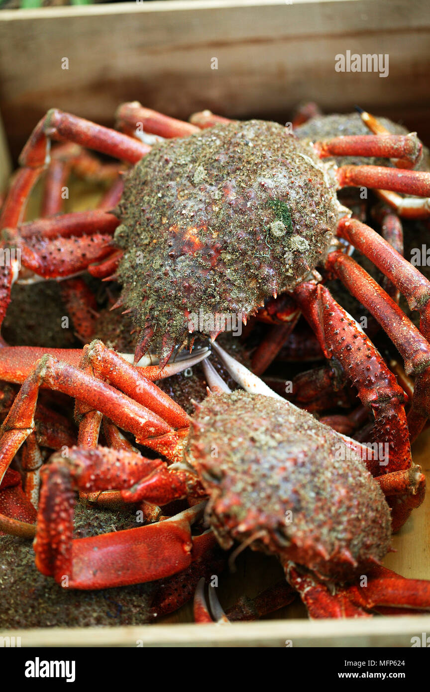 Fresh Spider Crab at Fish Shop Stock Photo - Alamy