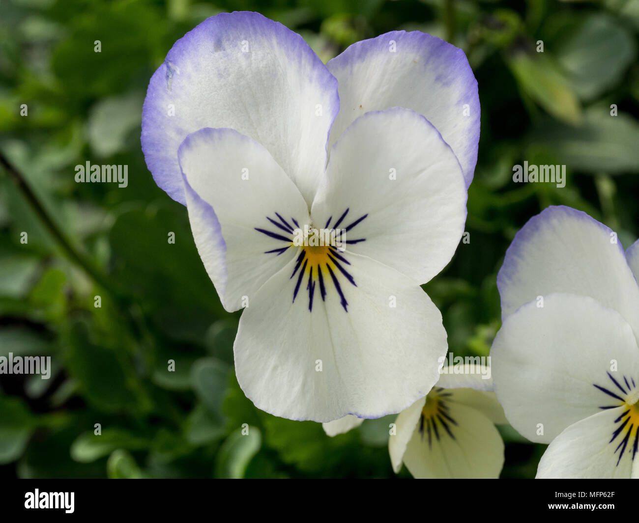 Blue viola flowers flower hi-res stock photography and images - Alamy