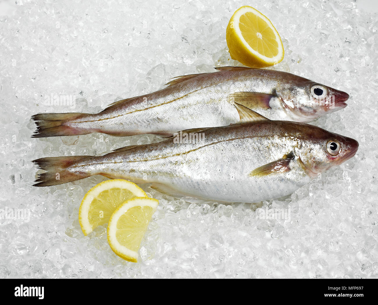 Whiting merlangius merlangus fresh fish hi-res stock photography and ...
