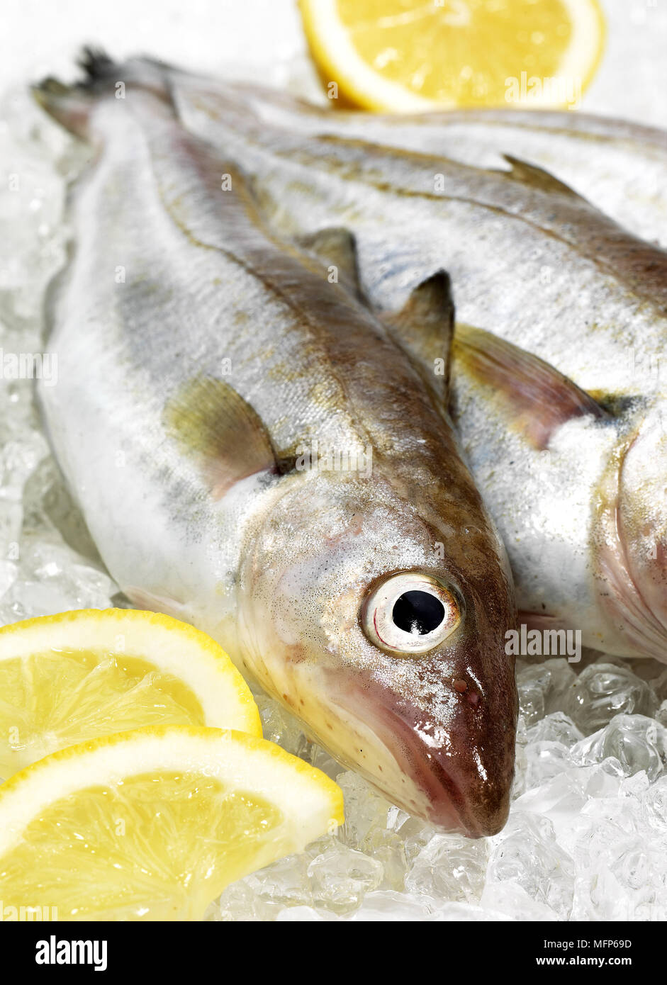 Fresh Whiting, merlangius merlangus, Fishes on Ice with Lemon Stock ...
