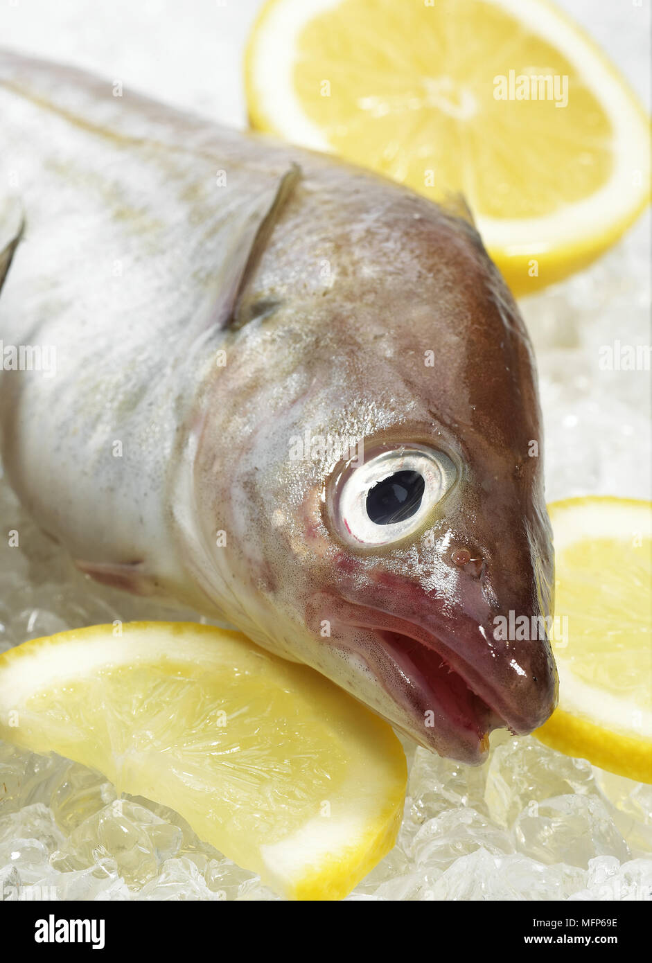 Whiting merlangius merlangus fresh fish hi-res stock photography and ...