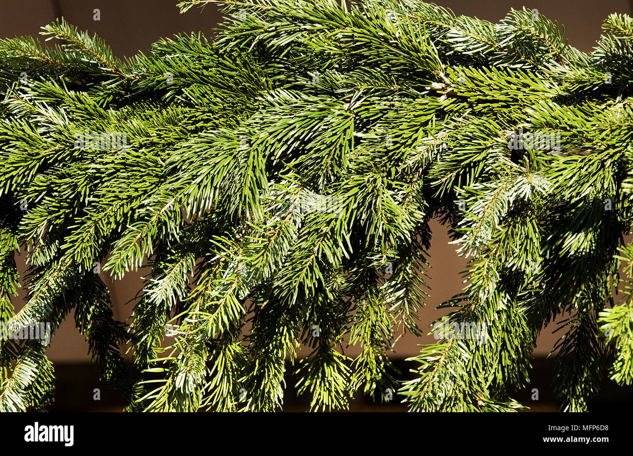 CHRISTMAS TREE BRANCH Stock Photo - Alamy