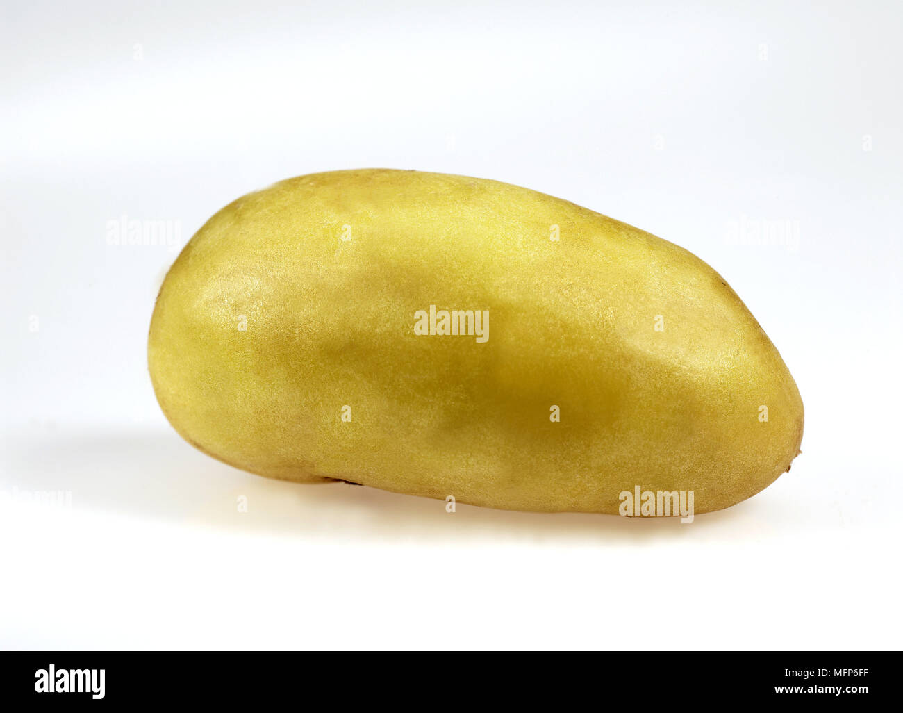 Charlotte Potato, solanum tuberosum, Vegetable against White Background ...