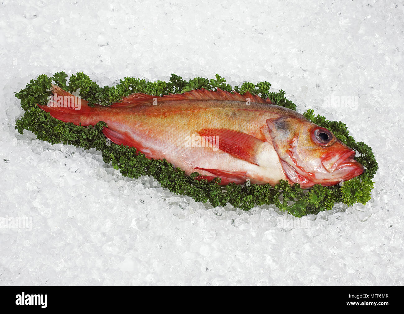 Grouper fish on ice hi-res stock photography and images - Alamy