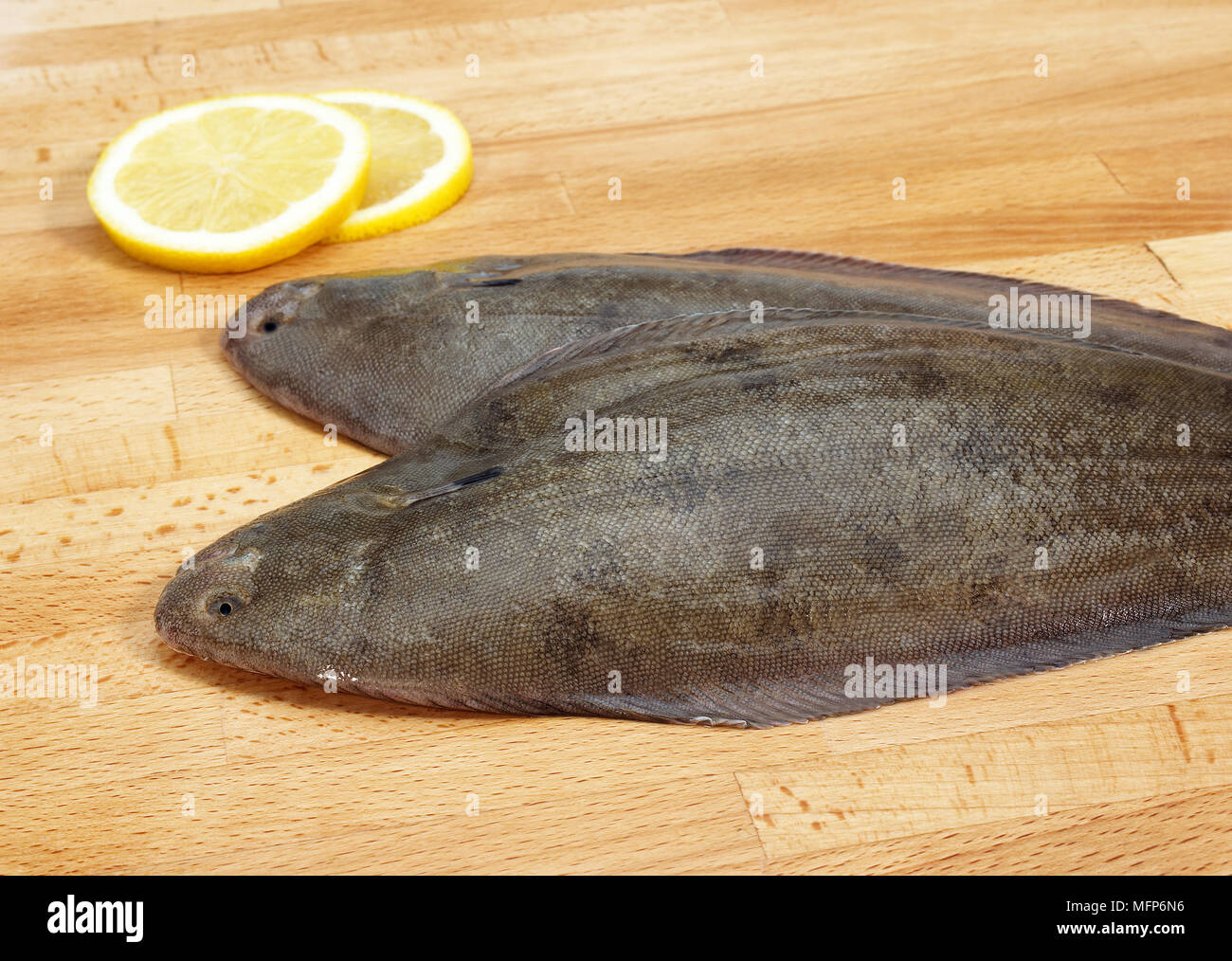 Solea solea hi-res stock photography and images - Alamy