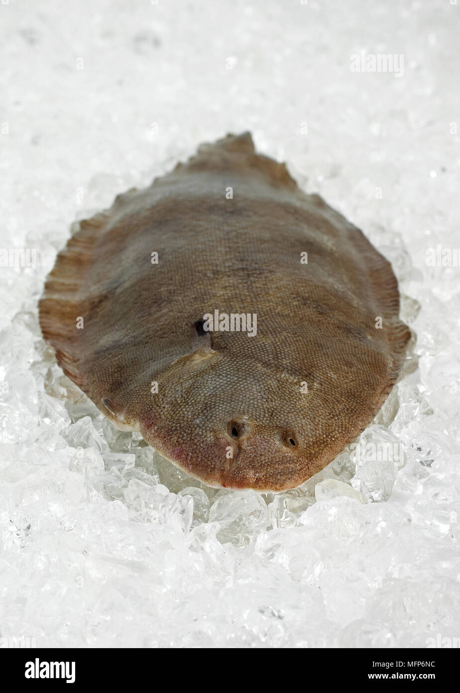 Sole Fish, solea solea, Fresh Fish on Ice Stock Photo - Alamy