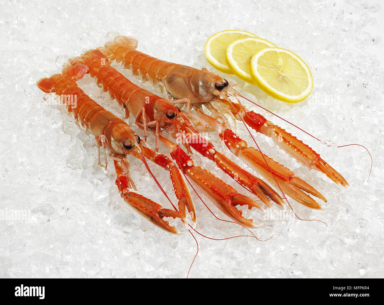 Dublin Bay Prawn or Norway Lobster or Scampi, nephrops norvegicus ...