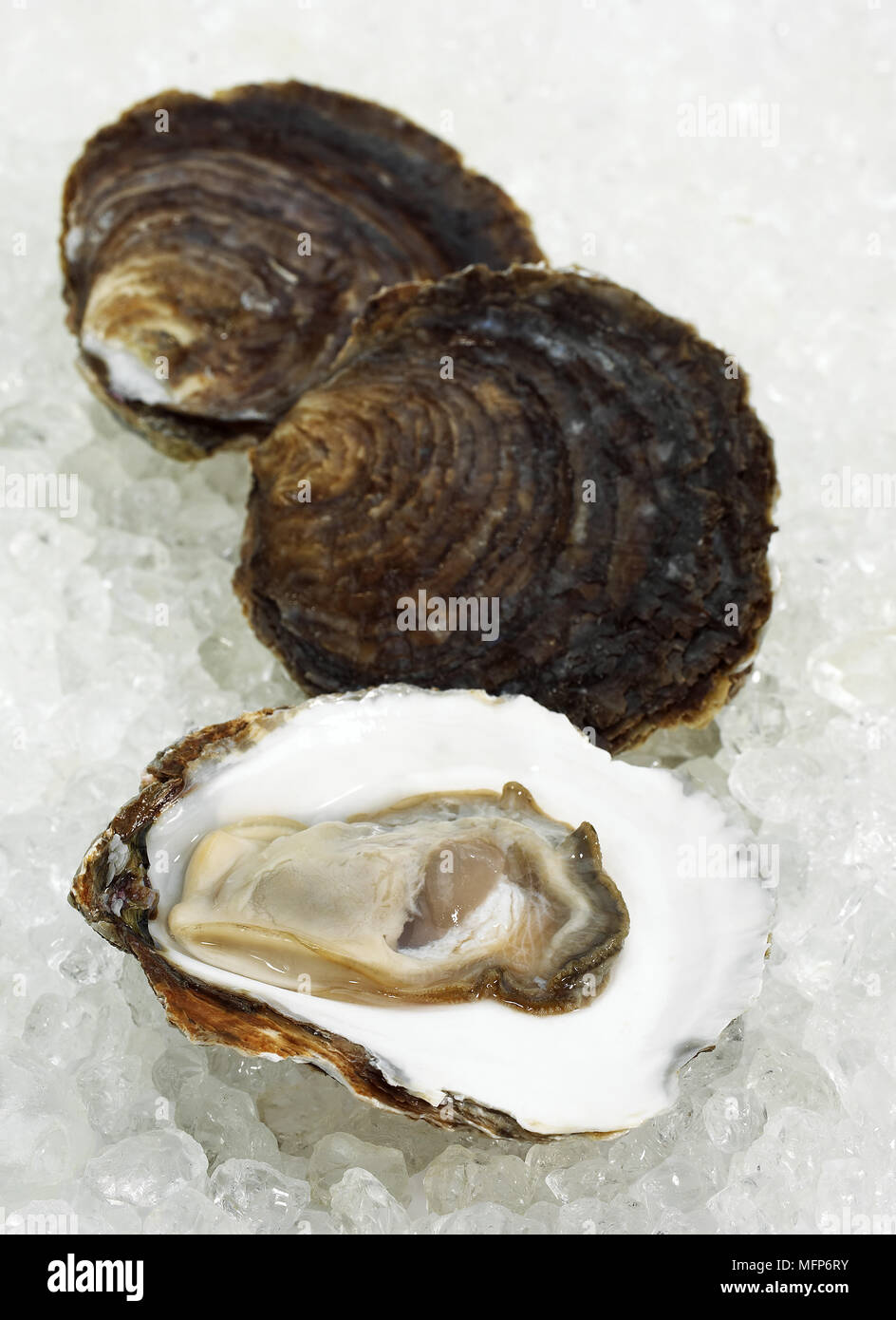 Belon oyster ostrea edulis hi-res stock photography and images - Alamy