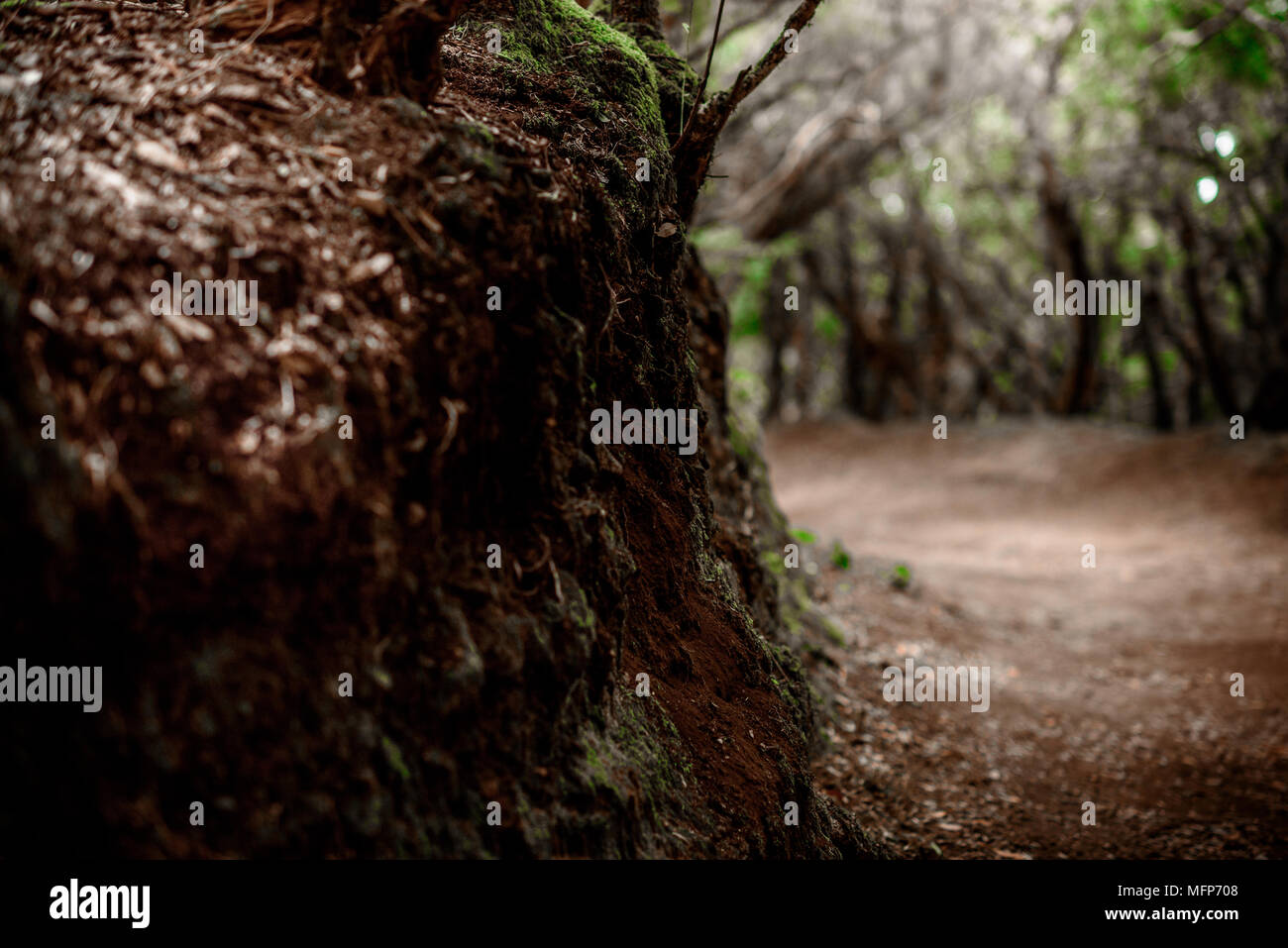 Girdling root is a common problem of trees in urban landscapes Stock ...
