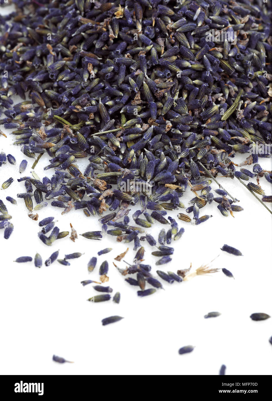 Lavender, lavandula sp, Dry Seeds Stock Photo - Alamy