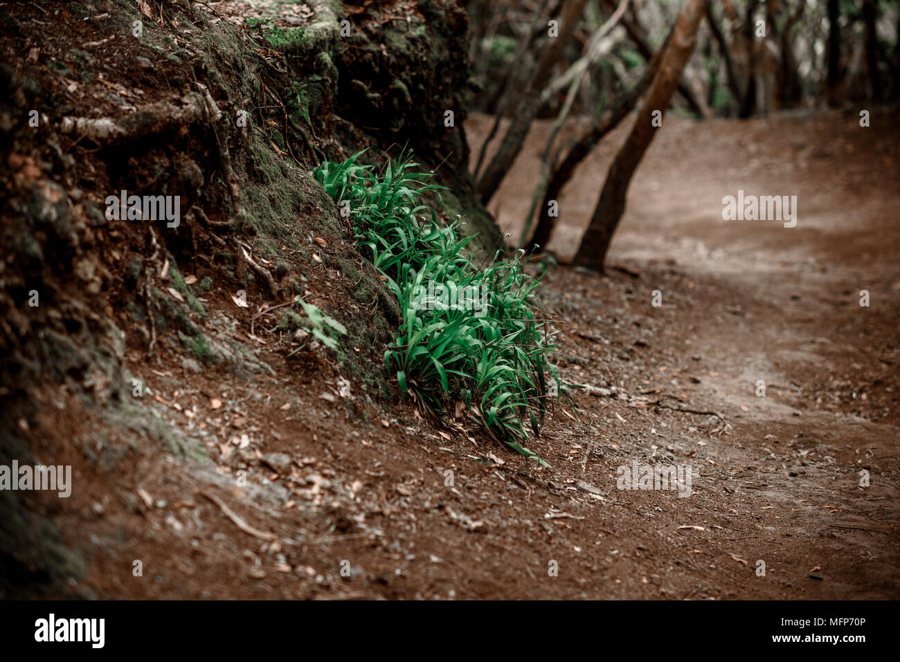 Girdling root is a common problem of trees in urban landscapes Stock ...