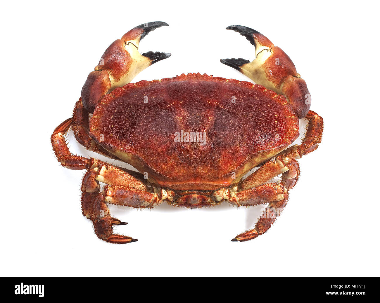 Edible Crab, cancer pagurus, crustacean against White Background Stock ...