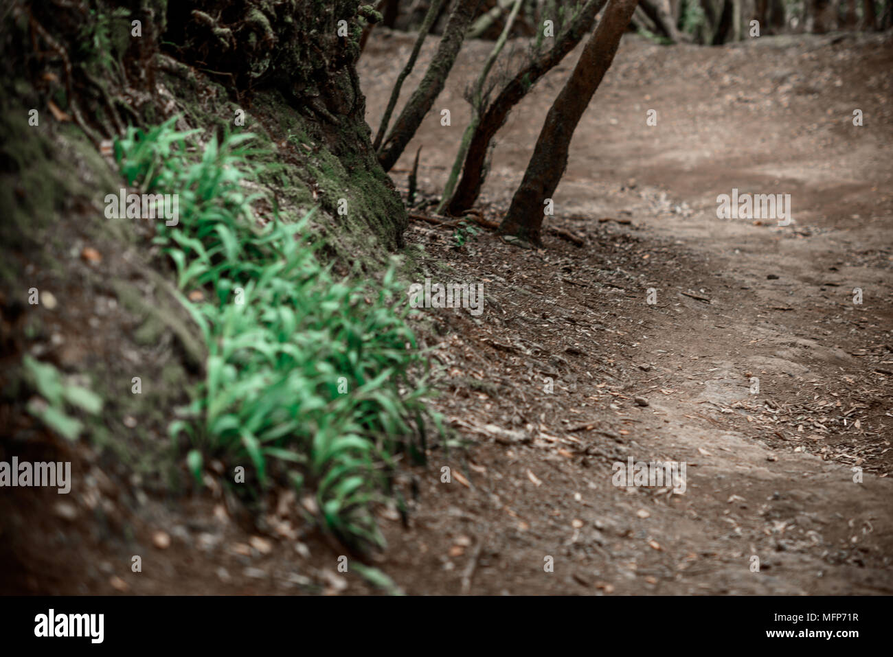 Girdling root is a common problem of trees in urban landscapes Stock ...