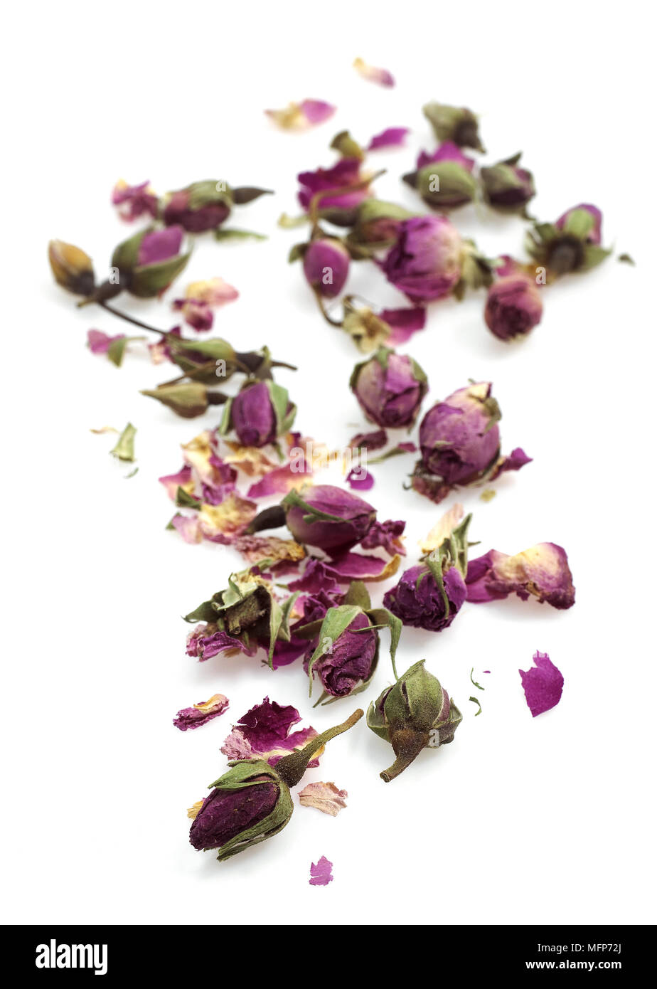 ''rosebud'' Cut Out Stock Images & Pictures - Alamy