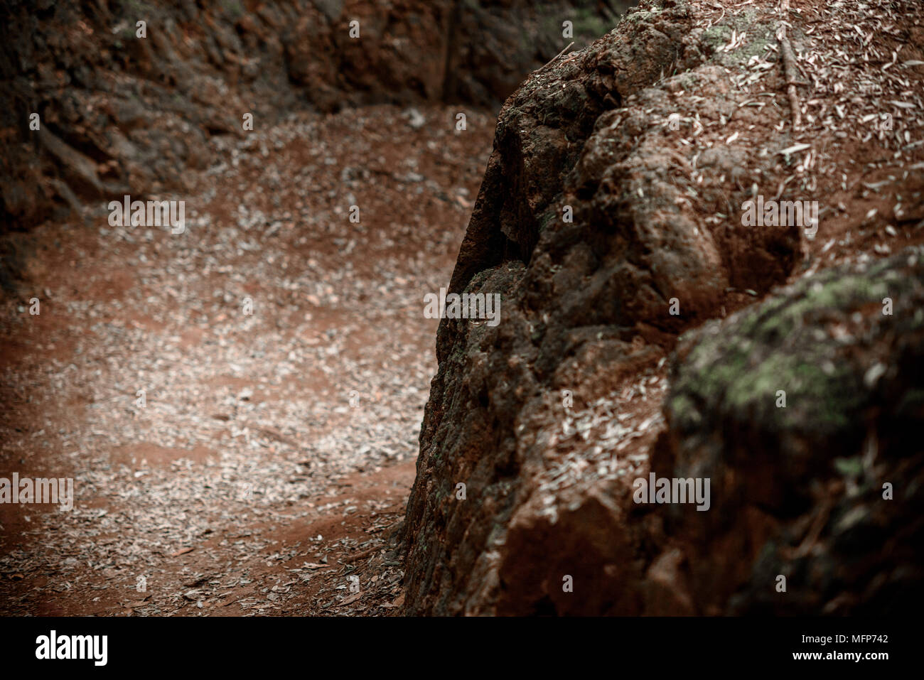 Girdling root is a common problem of trees in urban landscapes Stock ...
