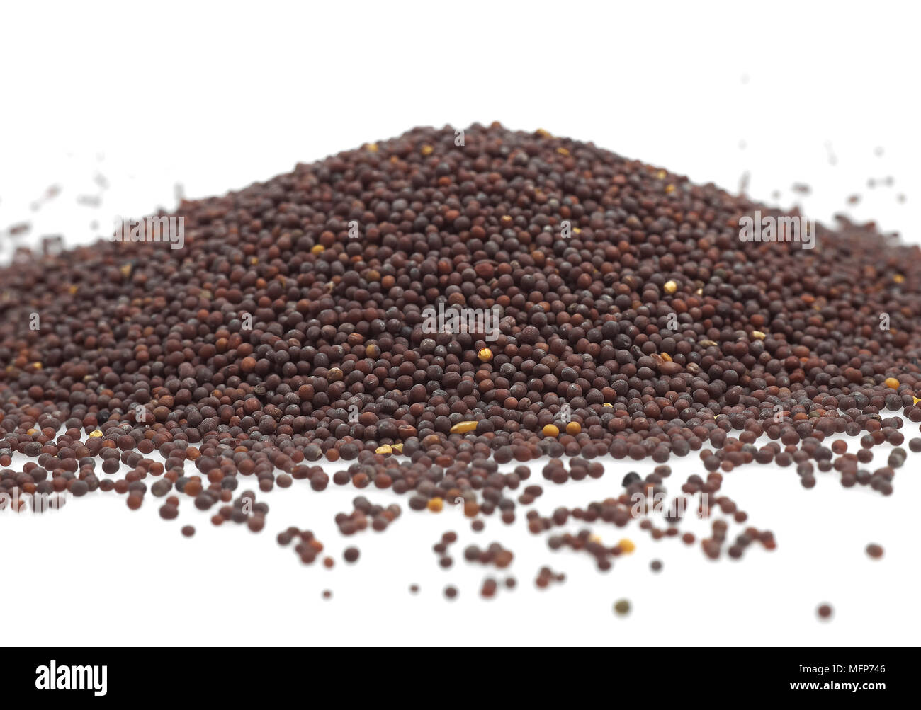 Black Mustard Seeds, sinapis nigra, Dry Seeds against White Background ...
