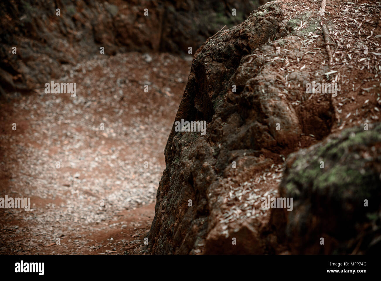 Girdling root is a common problem of trees in urban landscapes Stock ...