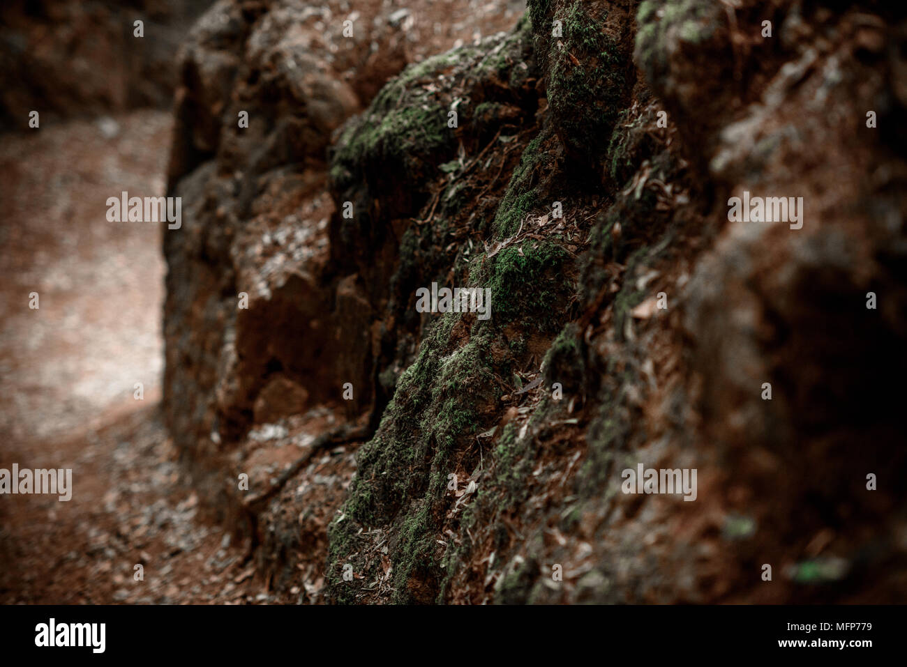 Girdling root is a common problem of trees in urban landscapes Stock ...