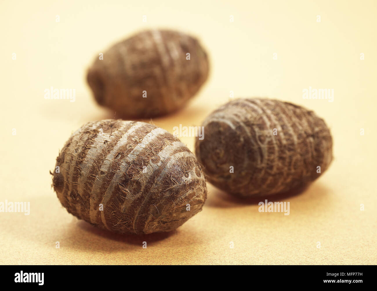 Eddo tuber dasheen plant hi-res stock photography and images - Alamy