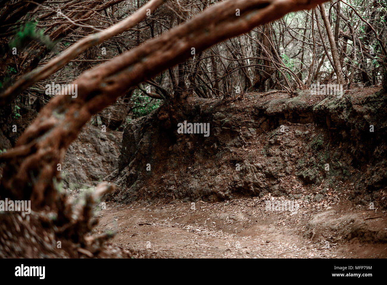 Girdling root is a common problem of trees in urban landscapes Stock ...
