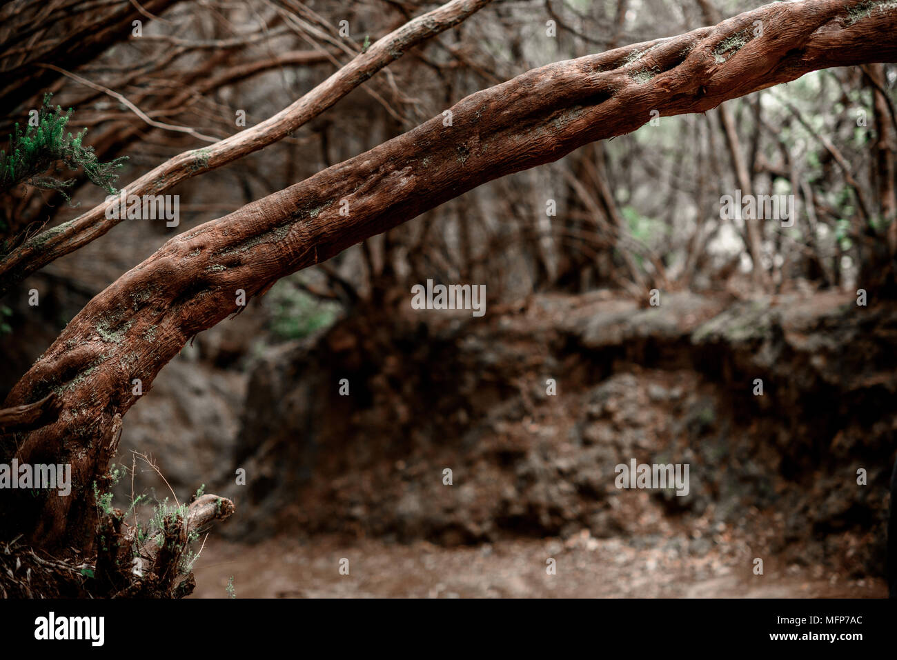 Girdling root is a common problem of trees in urban landscapes Stock ...