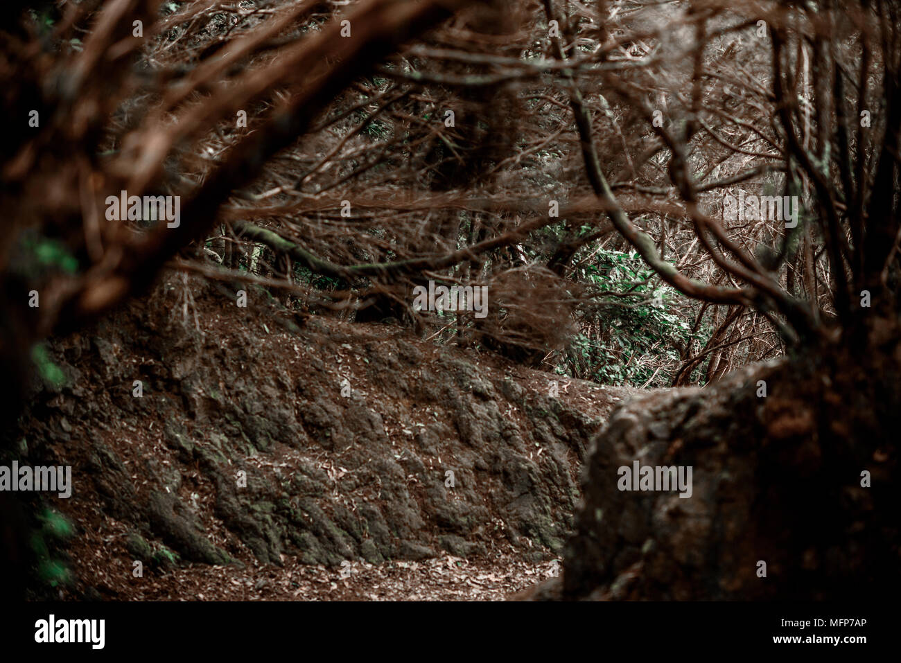 Girdling root is a common problem of trees in urban landscapes Stock ...