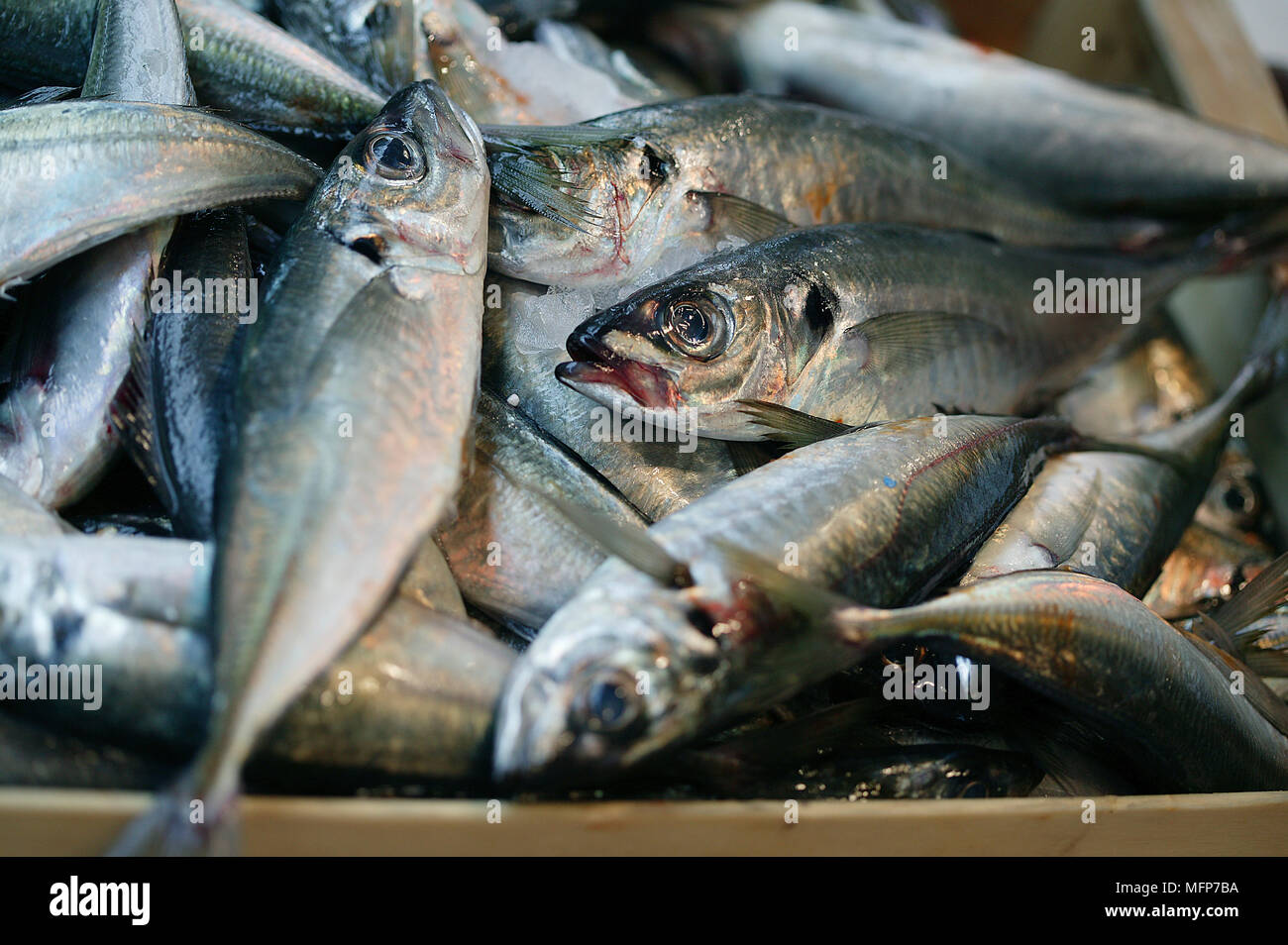 Trachurus trachurus hi-res stock photography and images - Alamy