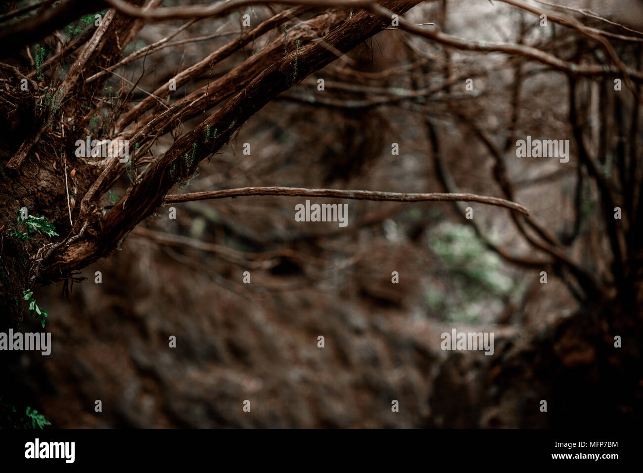 Girdling root is a common problem of trees in urban landscapes Stock ...