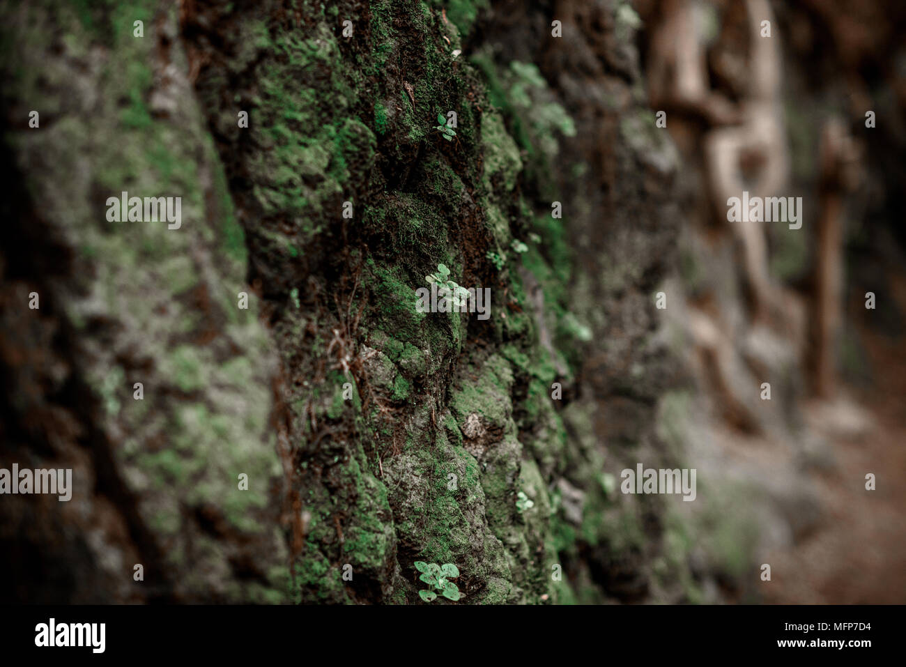 Girdling root is a common problem of trees in urban landscapes Stock ...