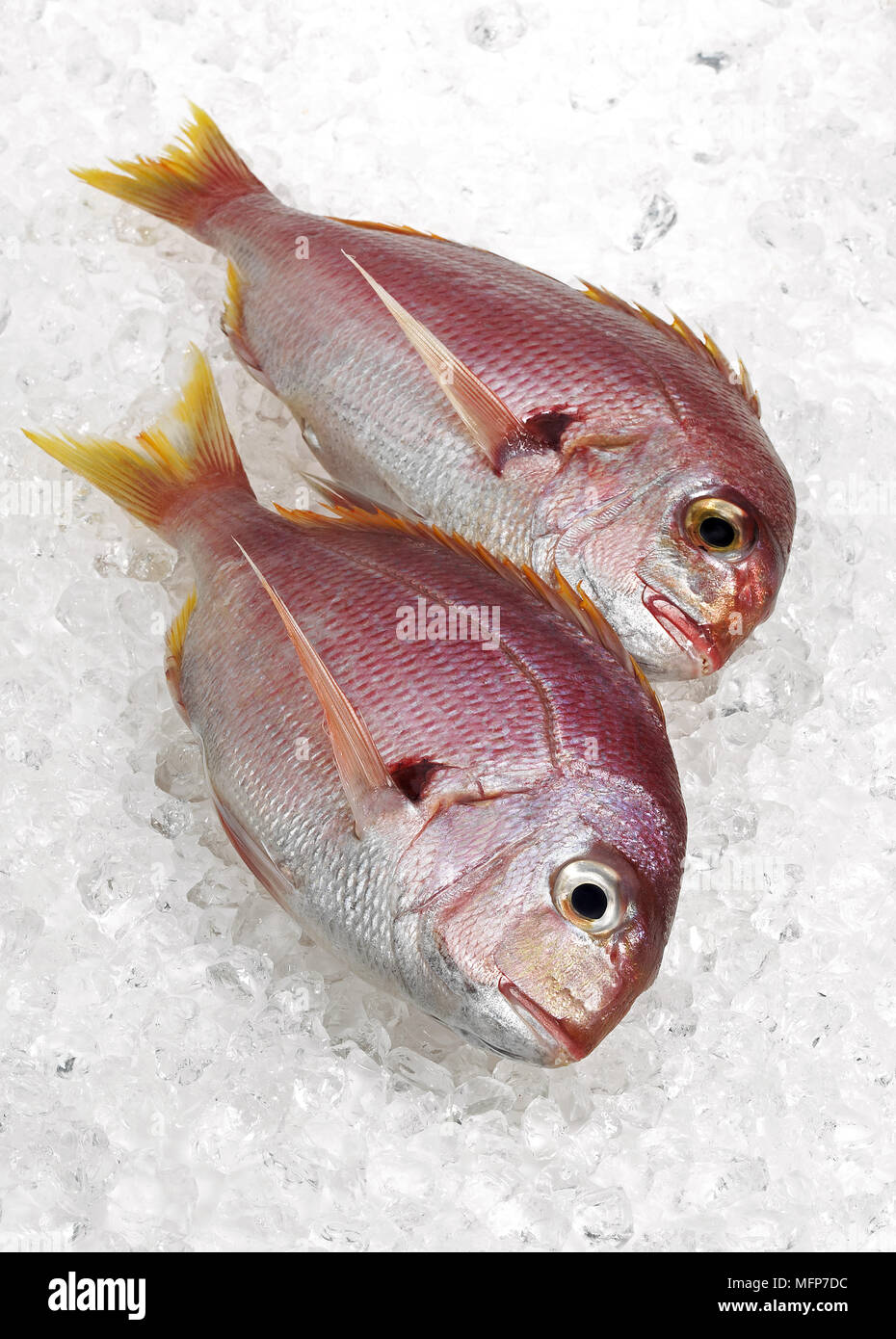Pagellus bogaraveo hi-res stock photography and images - Alamy