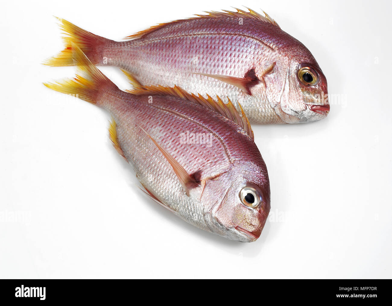 Red Sea Bream, pagellus bogaraveo, Fresh Fish against White Background ...